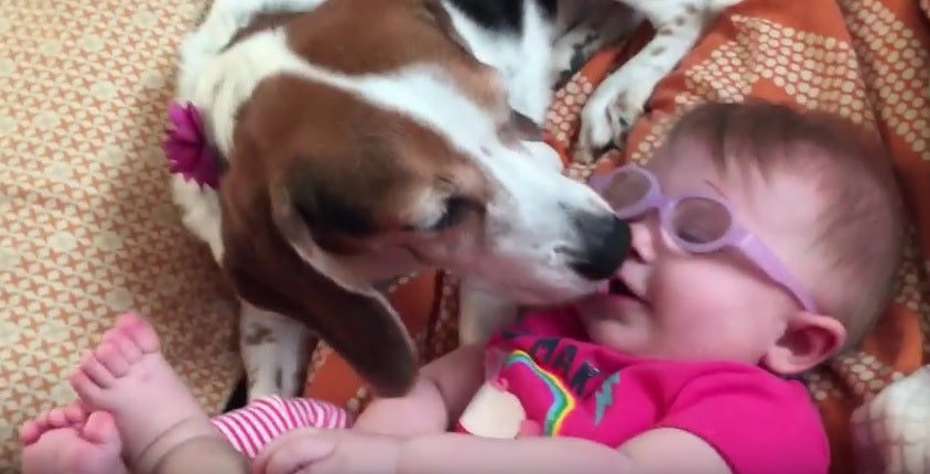 Beagle Makes Baby Giggle With Kisses! – A Dog's Love