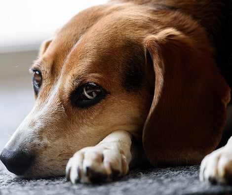 Here Are Some Health Conditions That Are Extremely Dangerous To Dogs ...