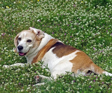Here Are 8 Weird Things Dogs Do That We Now Understand! – A Dog's Love