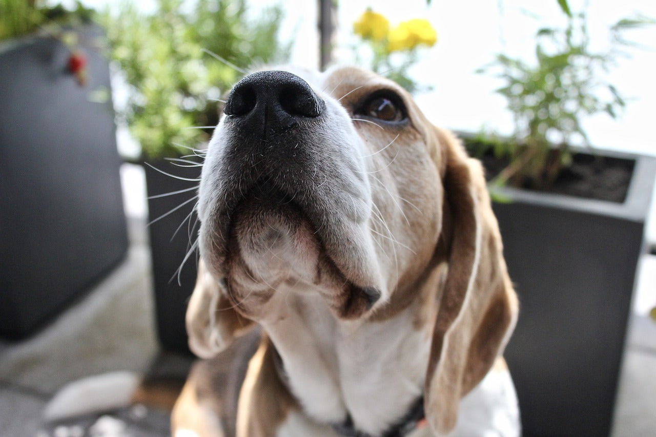 Some Eating Disorders That Can Affect Our Dogs – A Dog's Love
