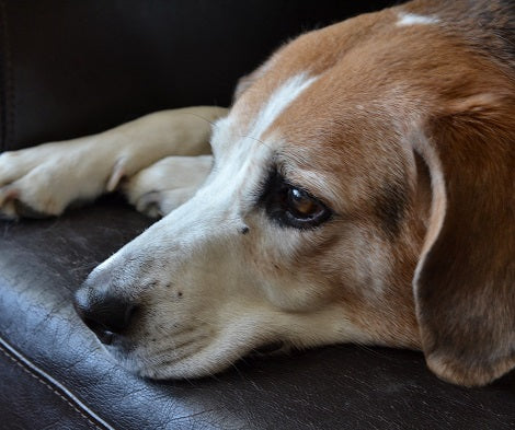 Should I Be Concerned About My Dog Eating Mayo? – A Dog's Love