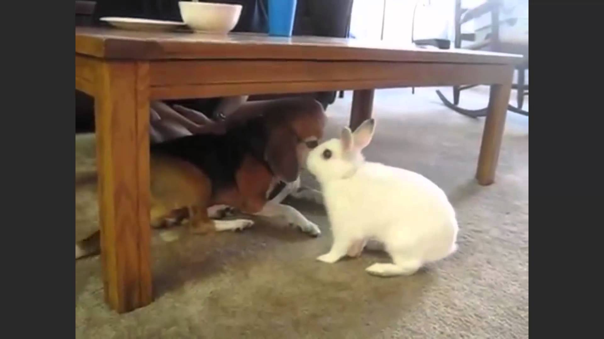 Beagle Playing With A Rabbit Is The Best Thing You'll See Today! #SoCu ...