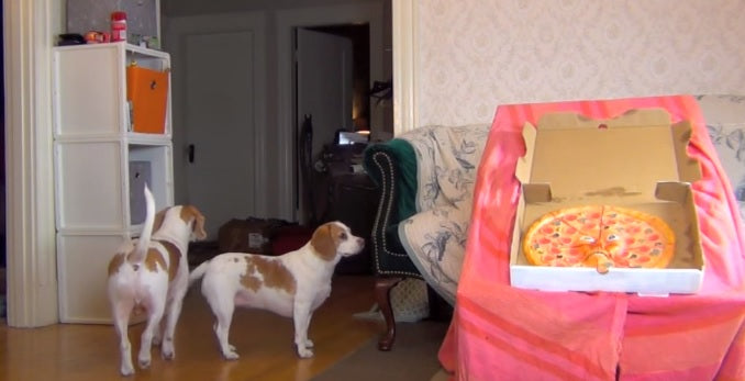 Maymo And Penny Vs Talking Pizza! – A Dog's Love