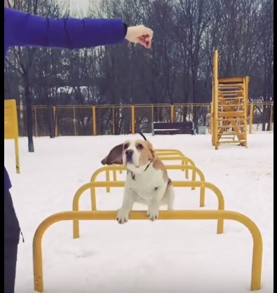 Awesome Beagle Shows Off Hurdles At Park! – A Dog's Love