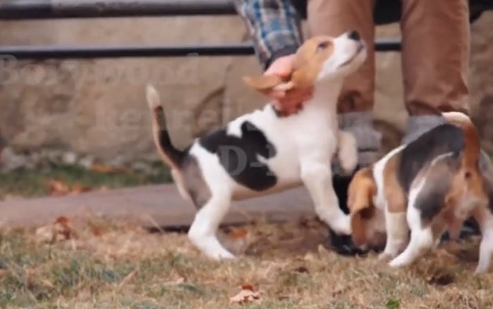 Three ADORABLE Baby Beagles Explore The Backyard! – A Dog's Love