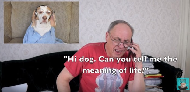 Maymo The Beagle Helps with Tax Refunds! – A Dog's Love