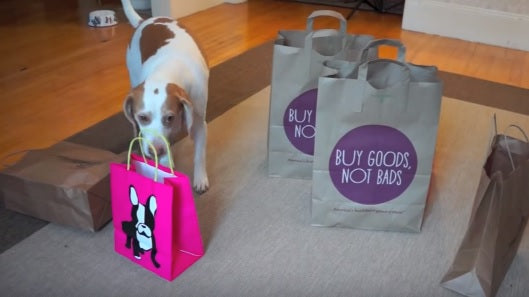 Maymo The Beagle Loves To Play With Paper Bags! – A Dog's Love