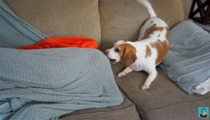 Maymo The Beagle Hides Under Blanket To Scare His Sister! – A Dog's Love