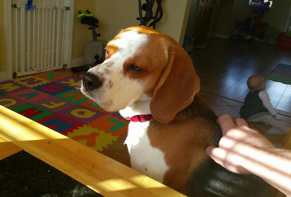 This Beagle Trades A Toy For A Breakfast And The Whole Situation Is Hi ...