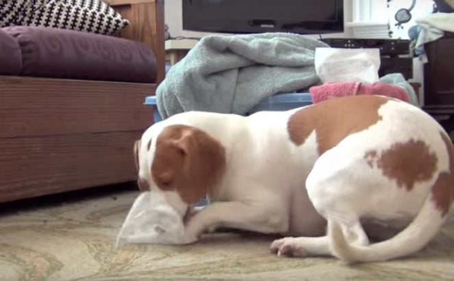 Maymo The Beagle Loves Dryer Sheets! – A Dog's Love