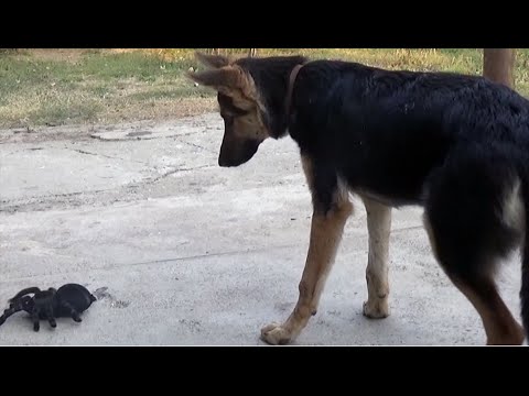 Bubu The German Shepherd Gets Super Protective When He Sees A Spider ...