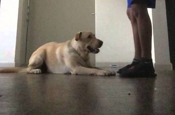 Buddy The Labrador Loves Showing Off Especially When He Knows That It ...