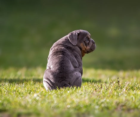 Can Dogs Be Autistic? – A Dog's Love