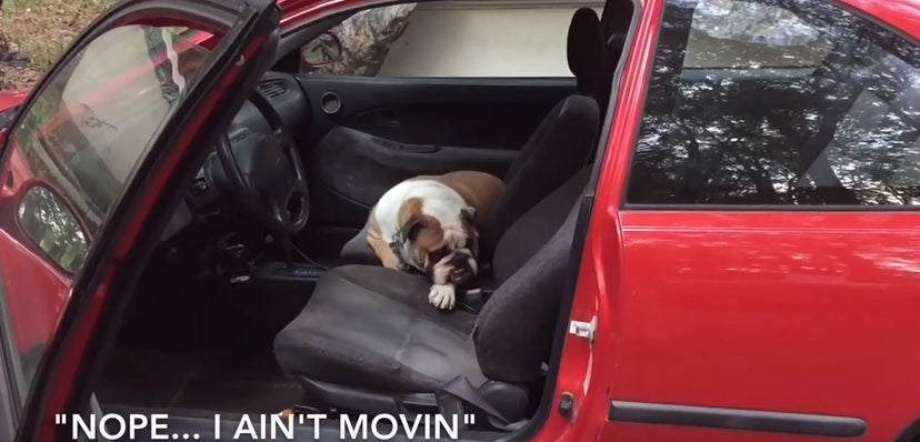 This Is The World's Most STUBBORN English Bulldog You Will Ever See ...