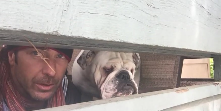 English Bulldog Conducts 'Neighborhood Watch' Duties! – A Dog's Love