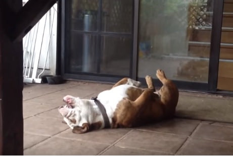 Rescued English Bulldog Falls Asleep Belly Up Now That She Is Living T ...