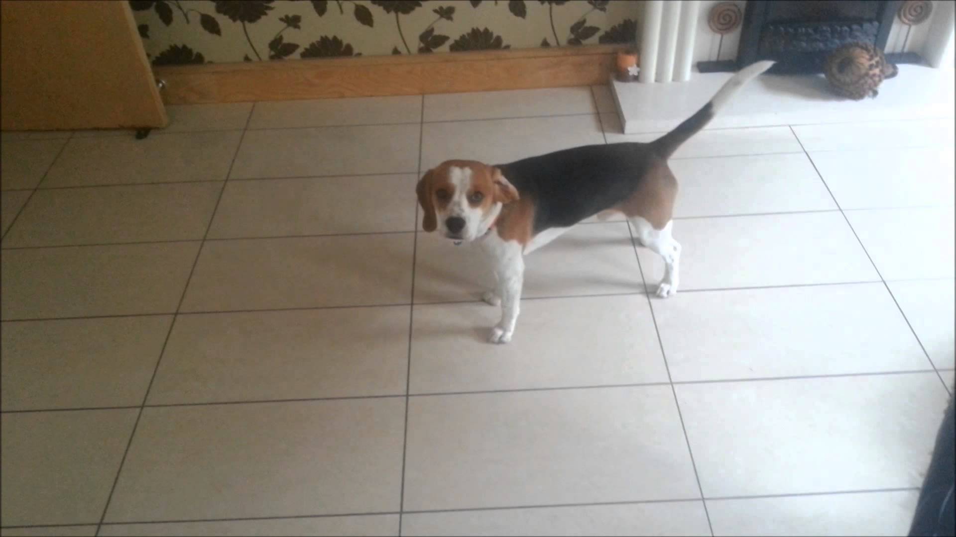 Charlie The Beagle Knows How To Tell If The Socks Are Worth Wearing Or ...
