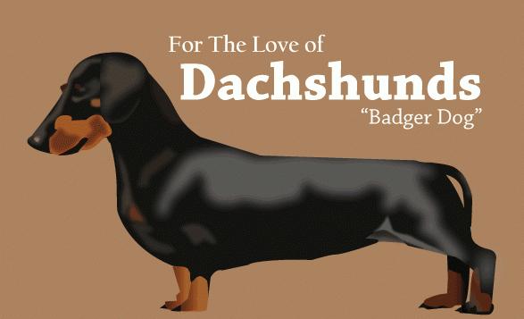 Dachshund History, Facts And Personality Information That Every Owner ...