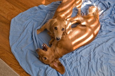 Video: Three Cute Boxing Doxies! – A Dog's Love