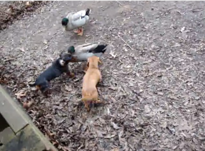 The Pecking Order For Dachshunds And Ducks! – A Dog's Love