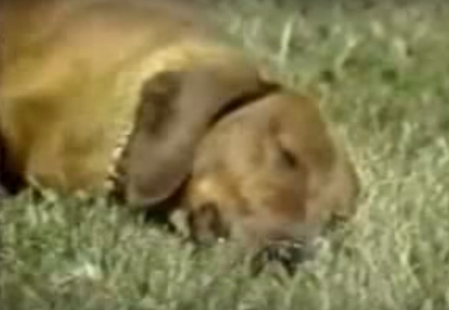 Narcolepsy In Dogs: Meet Rusty – A Dog's Love