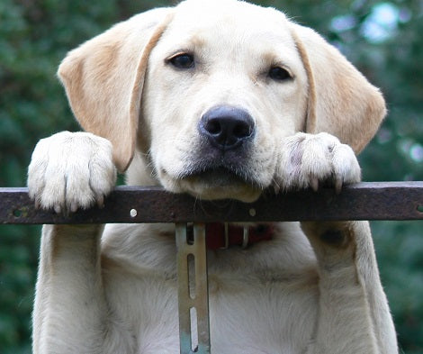 5 Ways Your Dog Is Actually Asking For Your Help – A Dog's Love