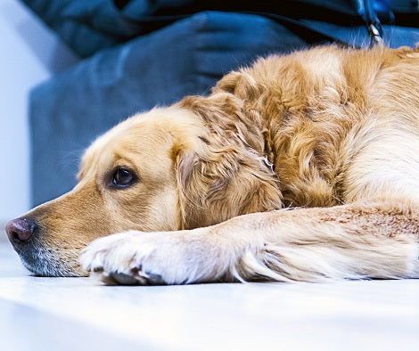 Can Dogs Have High Blood Pressure? Here's A Brief Guide Explaining Hyp ...