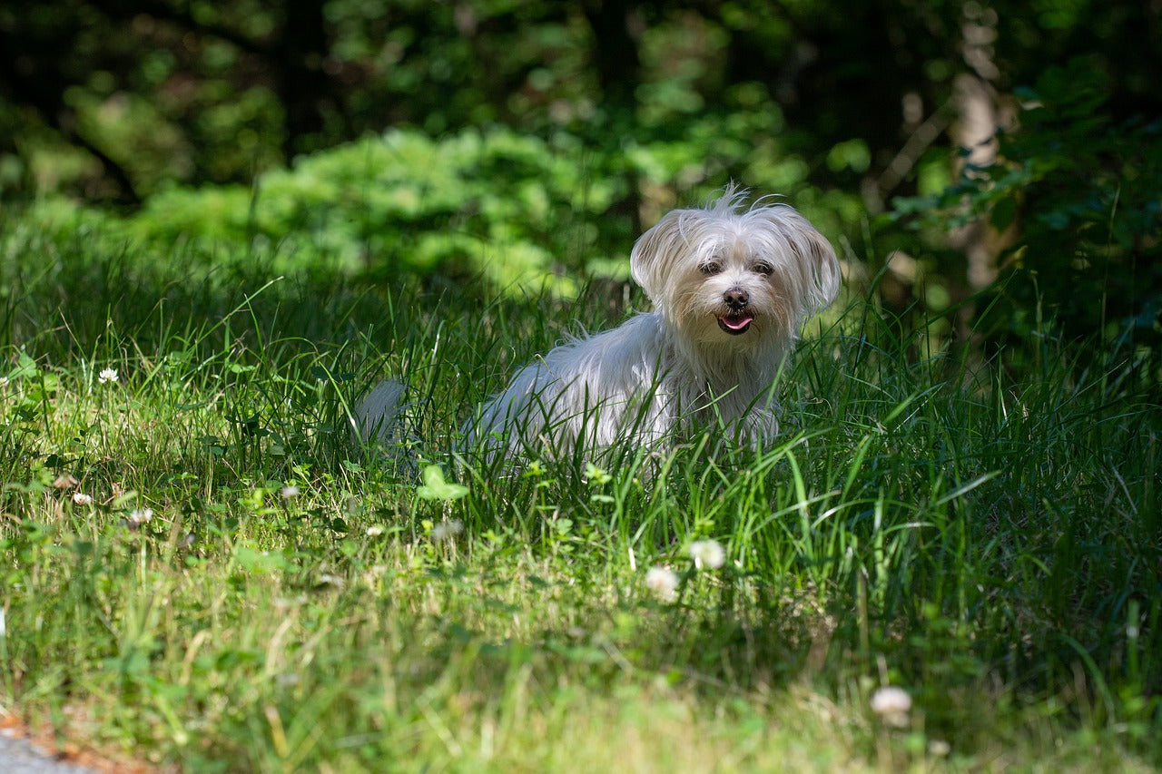11 Cutest Small Dogs We've Seen – A Dog's Love
