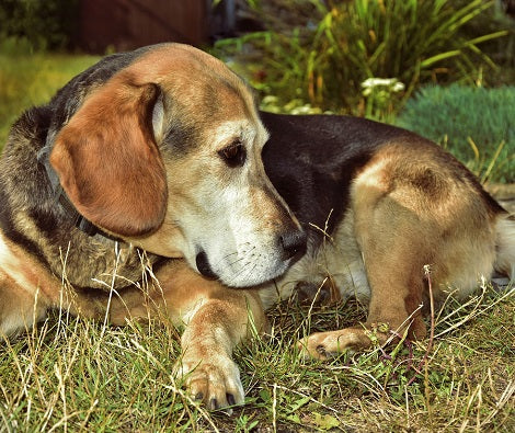 3 Common Causes Of Excessive Itching And Scratching In Dogs – A Dog's Love
