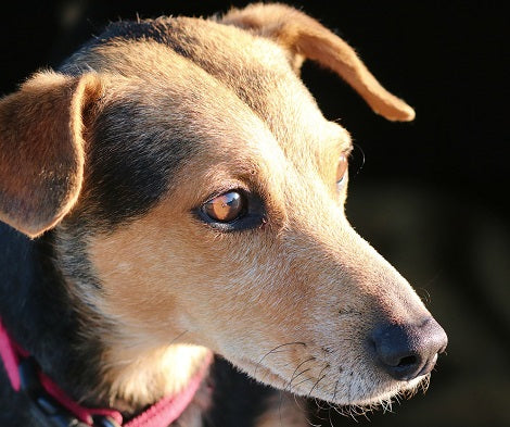 What Are Blood Blisters And What Should You Know About Them? – A Dog's Love