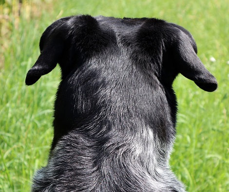 Why Is My Dog Losing His Fur? Here's What You Need To Know – A Dog's Love