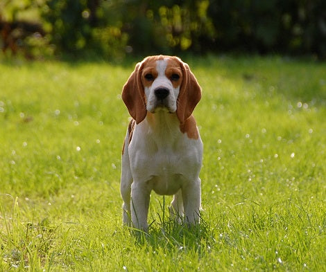 Here's What You Need To Know Before Adopting A Working Class Dog! – A ...