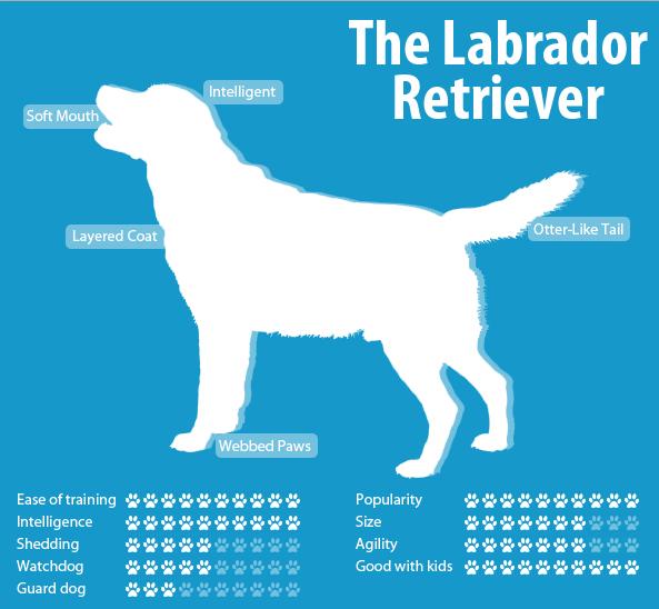 The All You Need To Know About Labrador Retriever Infographic – A Dog's ...