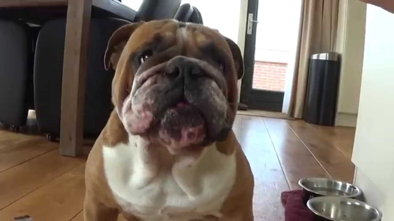 Enzo The English Bulldog Checks Out His New Treats And Then Can't Cont ...