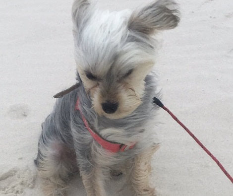 Due To Strong Winds, Weather Service Issues A "Small Dog Warning" – A ...