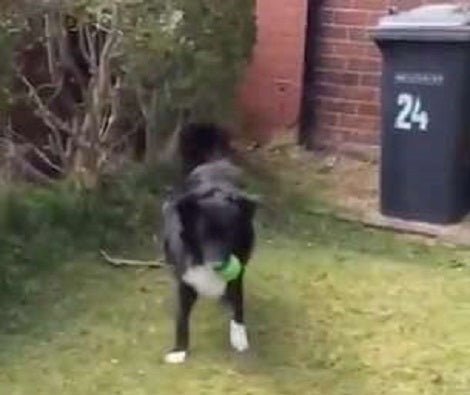 This Adorable Pup Won't Let The Postman Deliver Mail Until They Play S ...