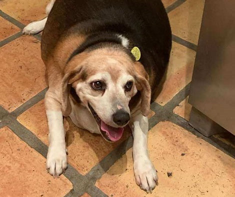 Obese Puppy Starts His Weight Loss Journey With His Foster Mom! – A Dog ...