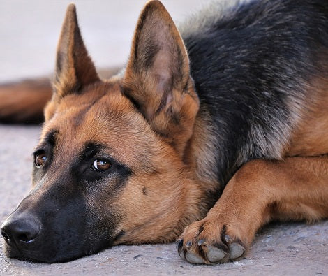 If You Find Crusty Scabs On Your Dog's Body Here's Where The Problem L ...