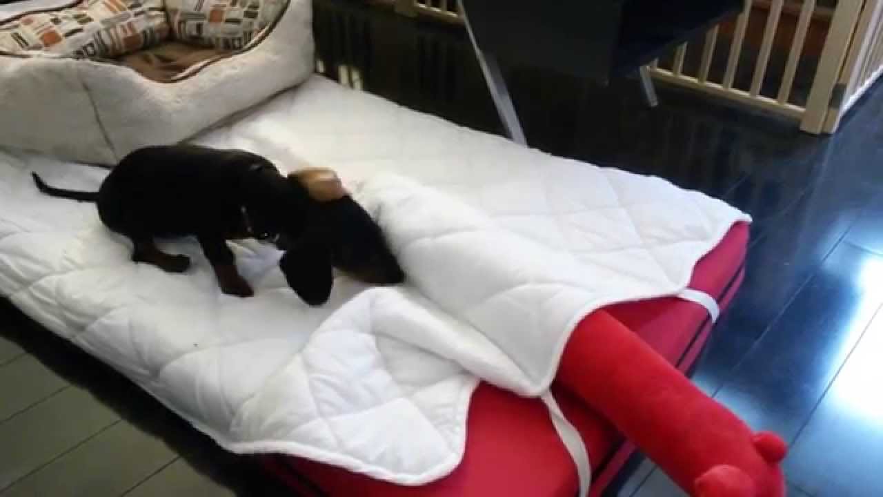 Godzilla, The Miniature Dachshund Trying to Save His Toy Is The Best T ...