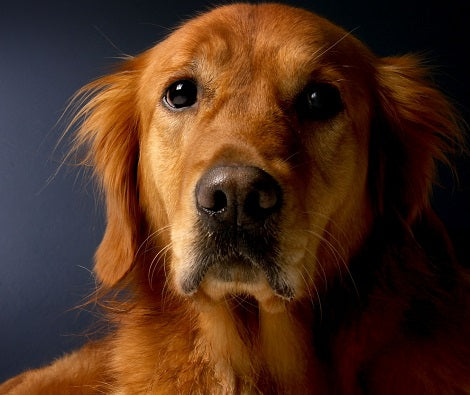 4 Reasons Why Your Dogs Stare At You! – A Dog's Love