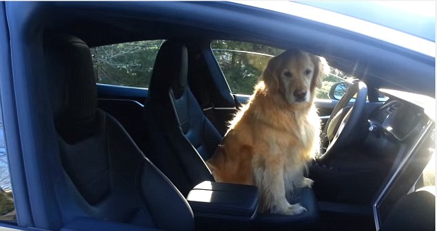 Tesla Car Backs Out The Driveway With A Golden Retriever Behind The Wh ...