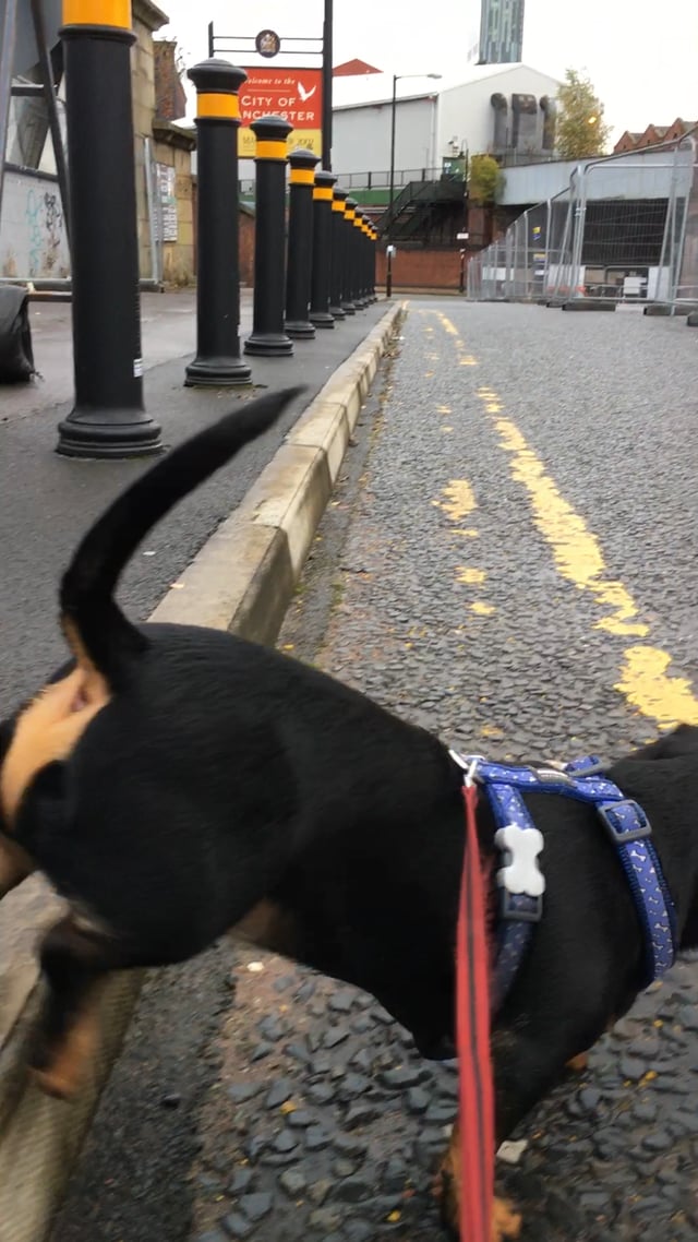 Jaxson The Dachshund Shows Off His New Best Toy! – A Dog's Love