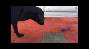 Smart Black Labrador Won’t Let ANYTHING Get In Between Him And His Che ...