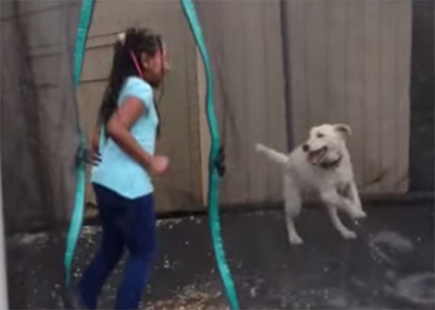 Hilarious Video: Yellow Labrador Jumps On Trampoline! – A Dog's Love