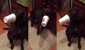 Labrador Ice Cream Thief Lands Up With Cup Stuck On Her Muzzle! – A Dog ...