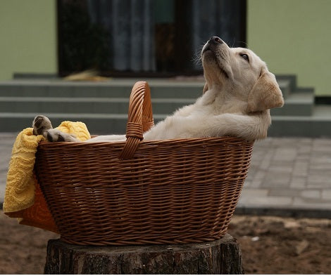 Here Are The Ten Commandments From A Dog's Point Of View! – A Dog's Love