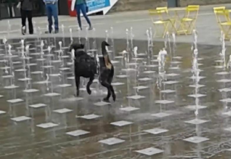Must See! Labrador Retriever Enjoys Playing With The Water Fountain ...