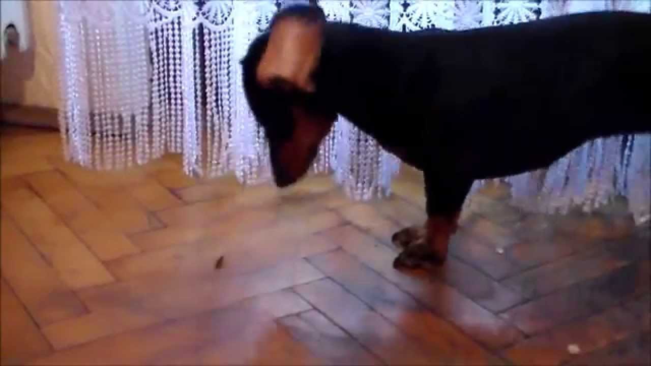 Maki The Dachshund Sees A Stink Bug, What Happens Next Is Hilarious ...