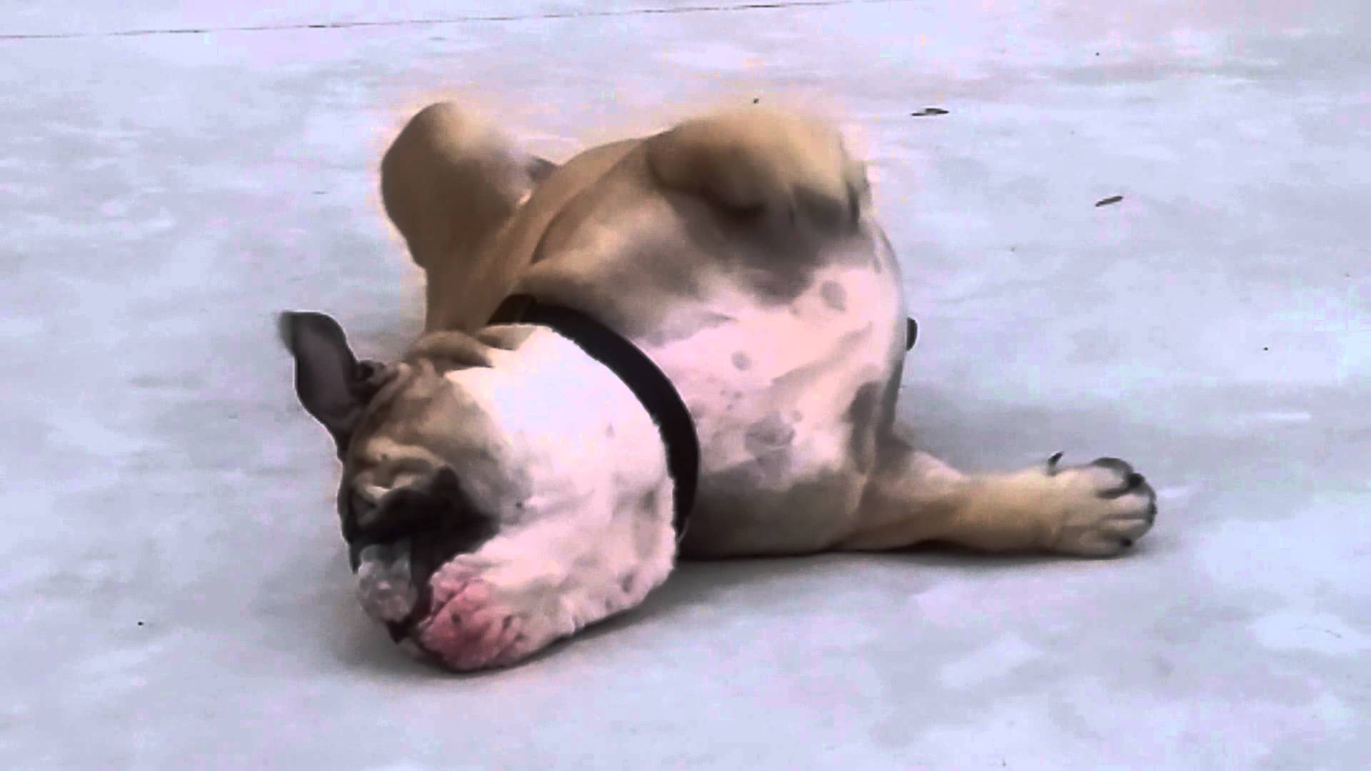 Margarita The English Bulldog Is Absolutely Loving A Stretch And A Scr ...