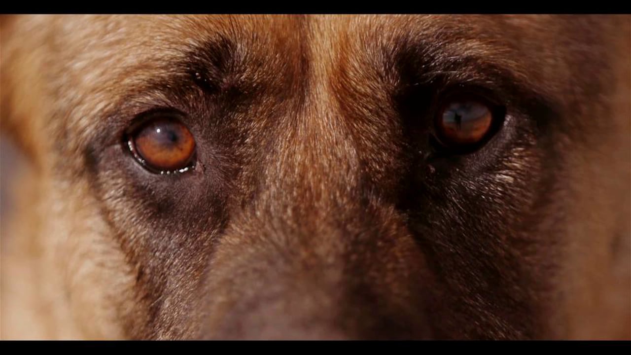 Max The Handsome German Shepherd Will Definitely Steal Your Heart! – A ...